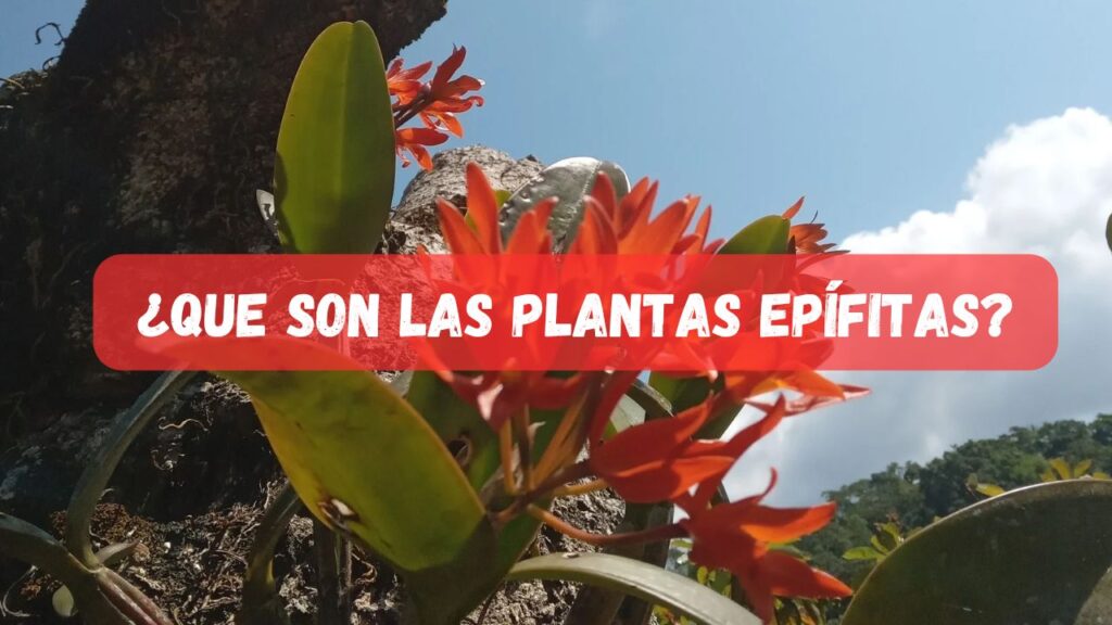 Plantas Epifitas: ¿que son?, ejemplos y todo lo relacionado - Plantas EJJG
