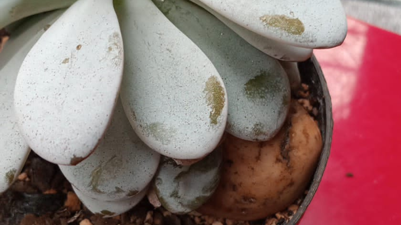 Pruina en plantas (suculentas): ¿que es? y ¿para que sirve? - Plantas EJJG