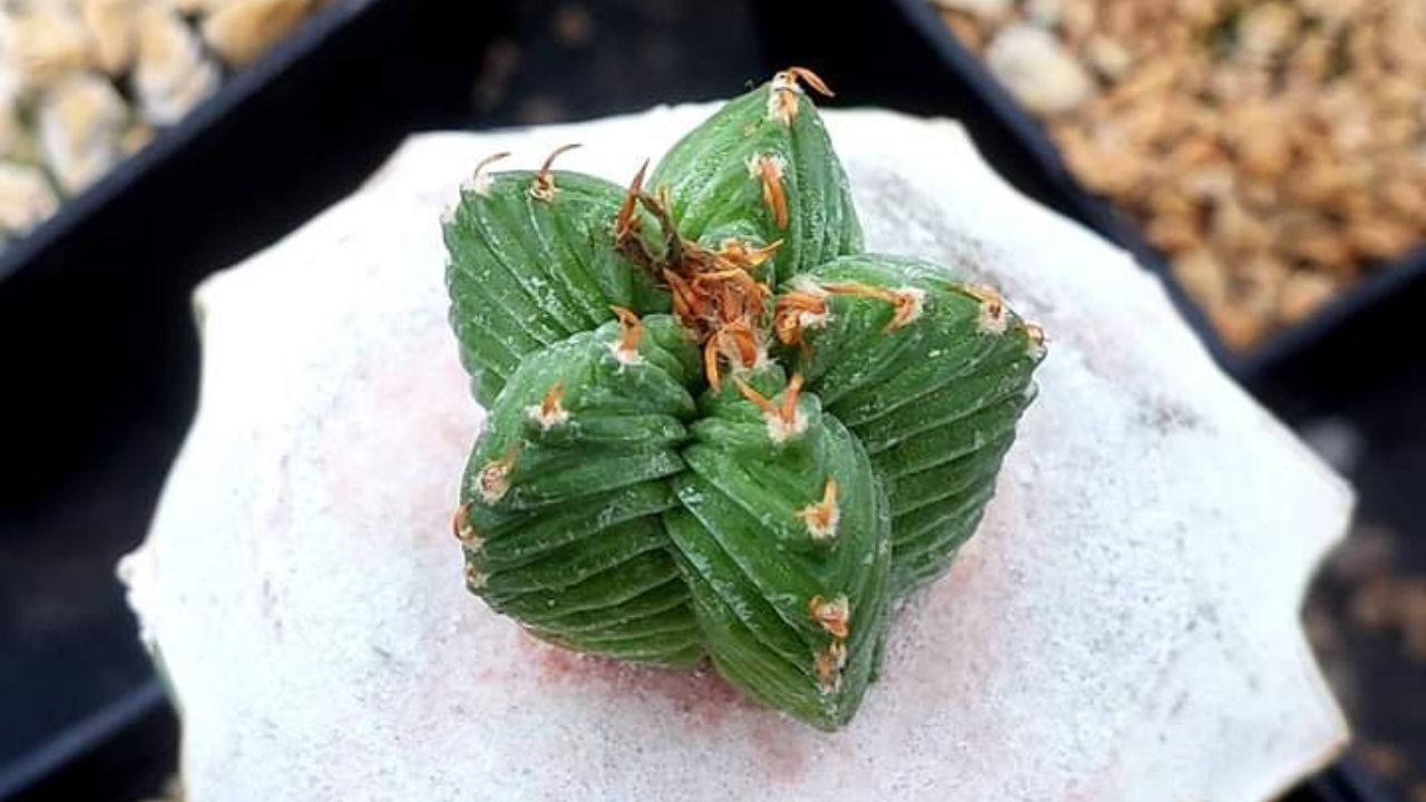 Aztekium Valdezii: Cuidados, Características y habitát. - Plantas EJJG