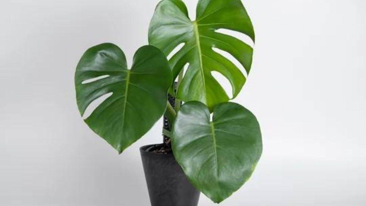 Monstera Deliciosa: Cuidados, Flores, Frutos y toxicidad. - Plantas EJJG
