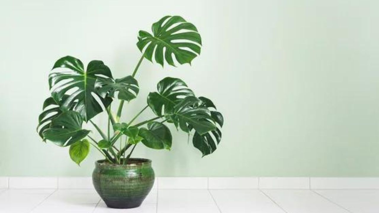 Monstera Deliciosa: Cuidados, Flores, Frutos y toxicidad. - Plantas EJJG