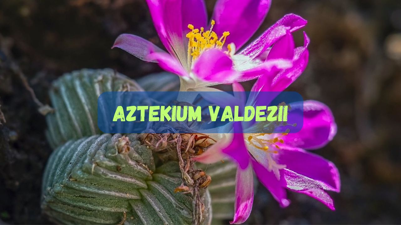 Aztekium Valdezii: La Rara Joya del Desierto Mexicano. - Cuidados y ...