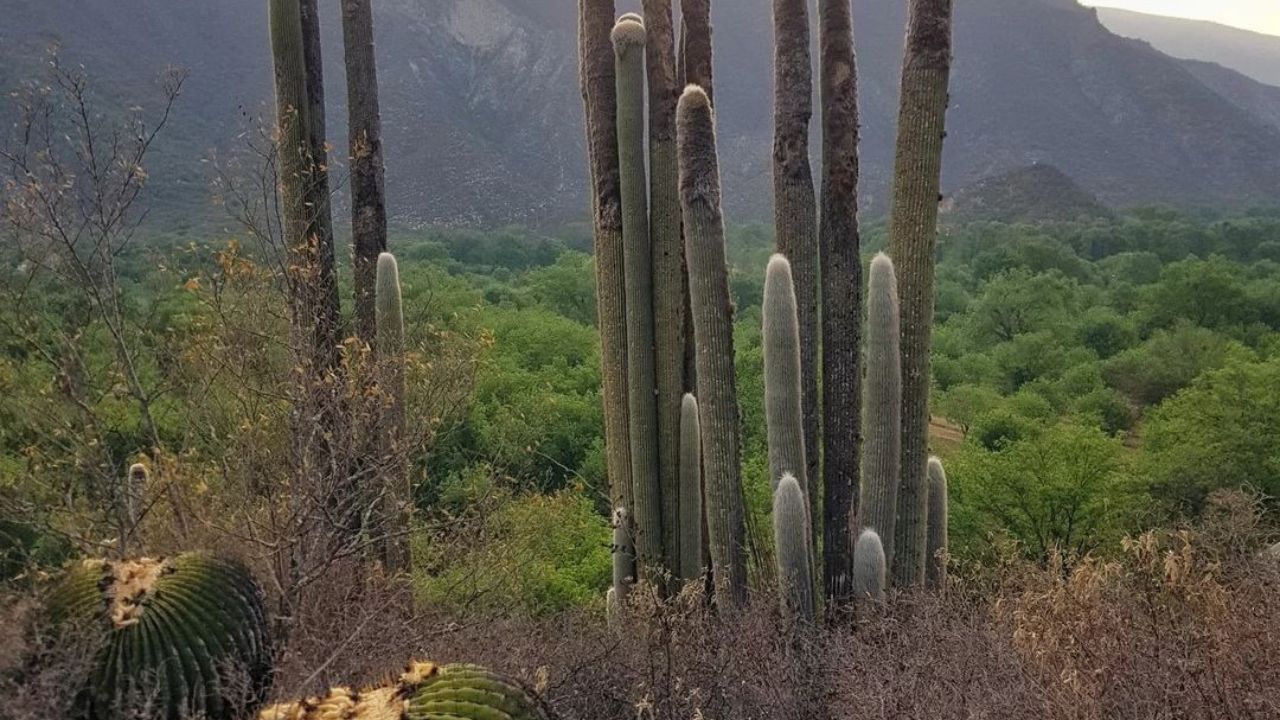 Cephalocereus senilis: Cuidados, Hábitat y Flores. - Plantas EJJG
