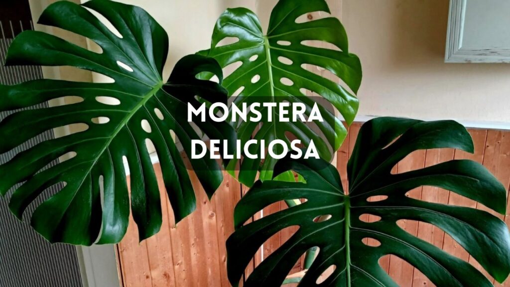 Monstera Deliciosa: Cuidados, Flores, Frutos y toxicidad. - Plantas EJJG