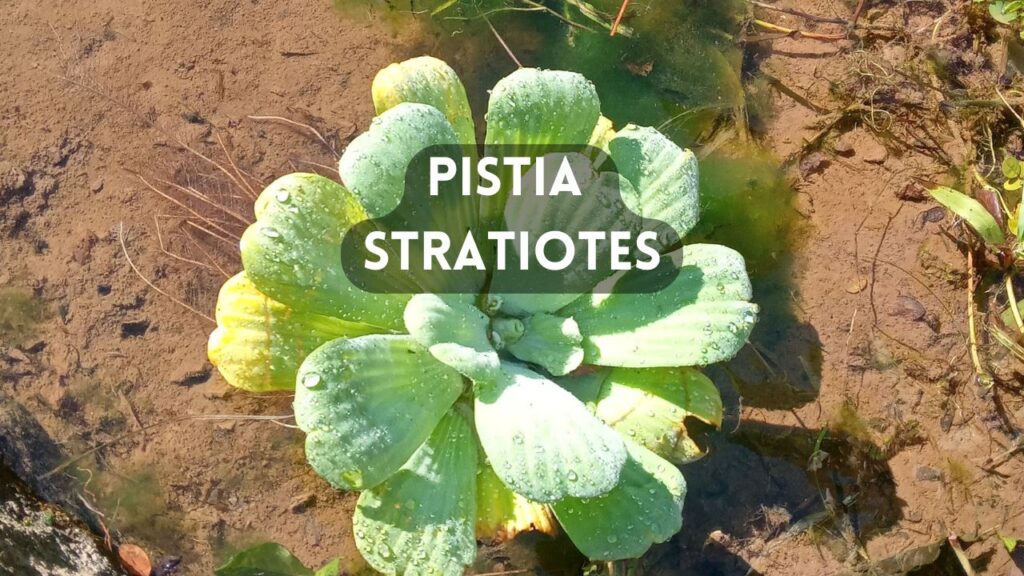 Pistia Stratiotes: Cuidados, Características y Origen - Plantas EJJG