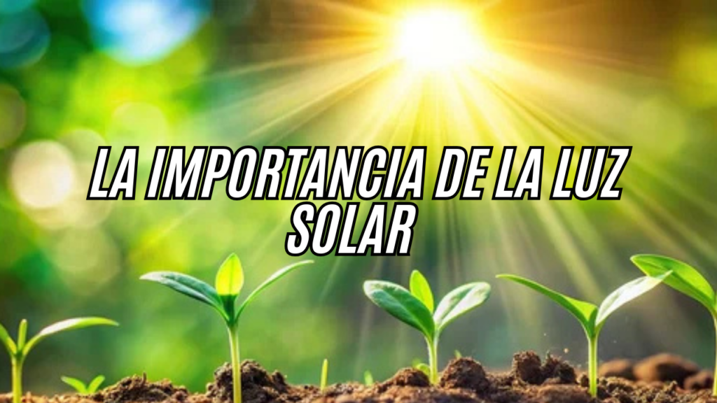 La importancia de la luz solar en las plantas. - Plantas EJJG
