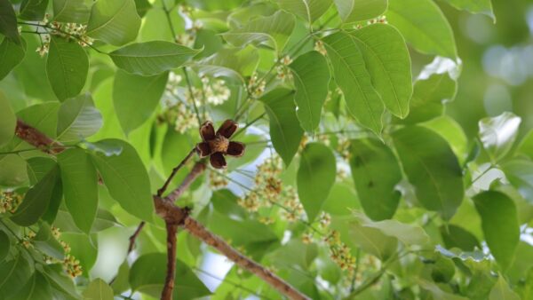 Cedrela Odorata (Cedro Americano): Usos, cultivo y semillas. - Plantas EJJG