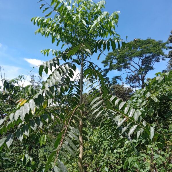 Cedrela Odorata (Cedro Americano): Usos, cultivo y semillas. - Plantas EJJG