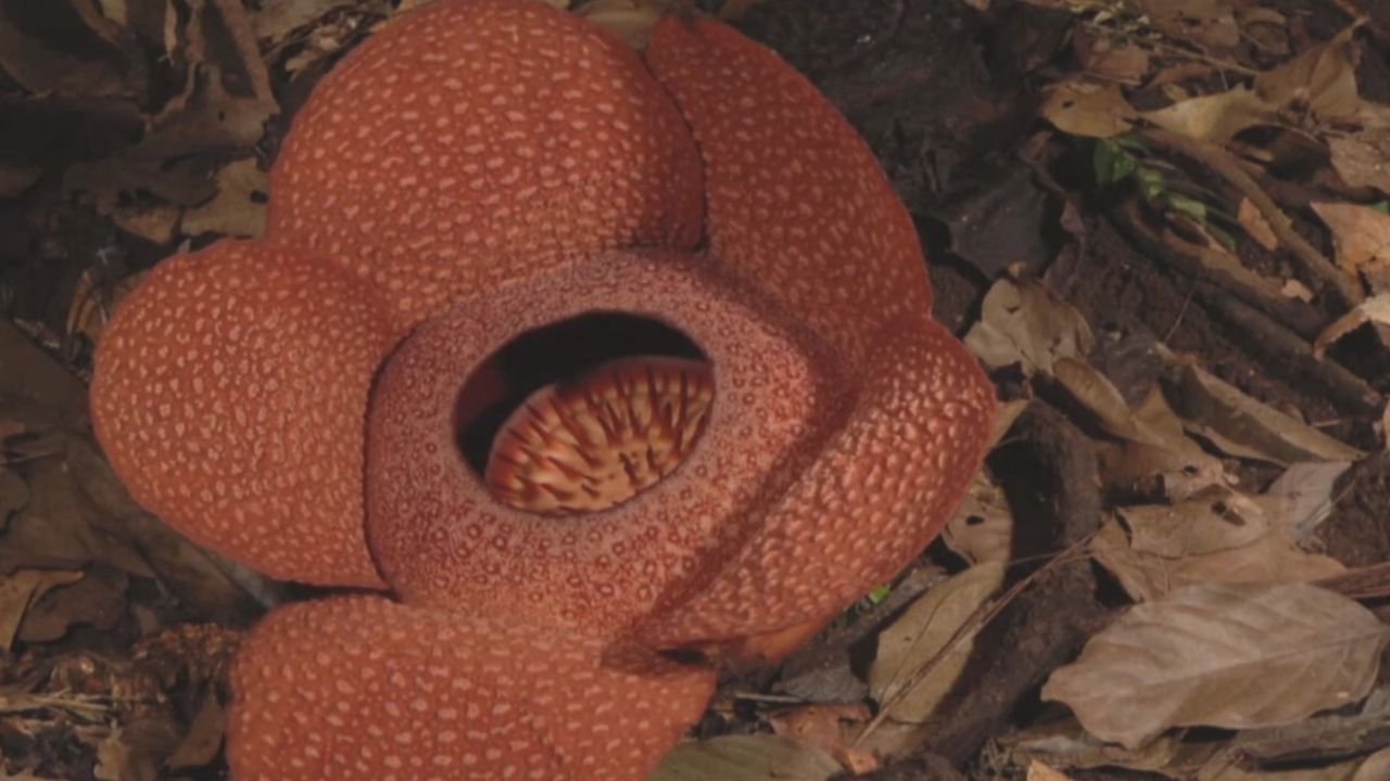 Rafflesia Arnoldii: Características, Hábitat y Curiosidades. - Plantas EJJG
