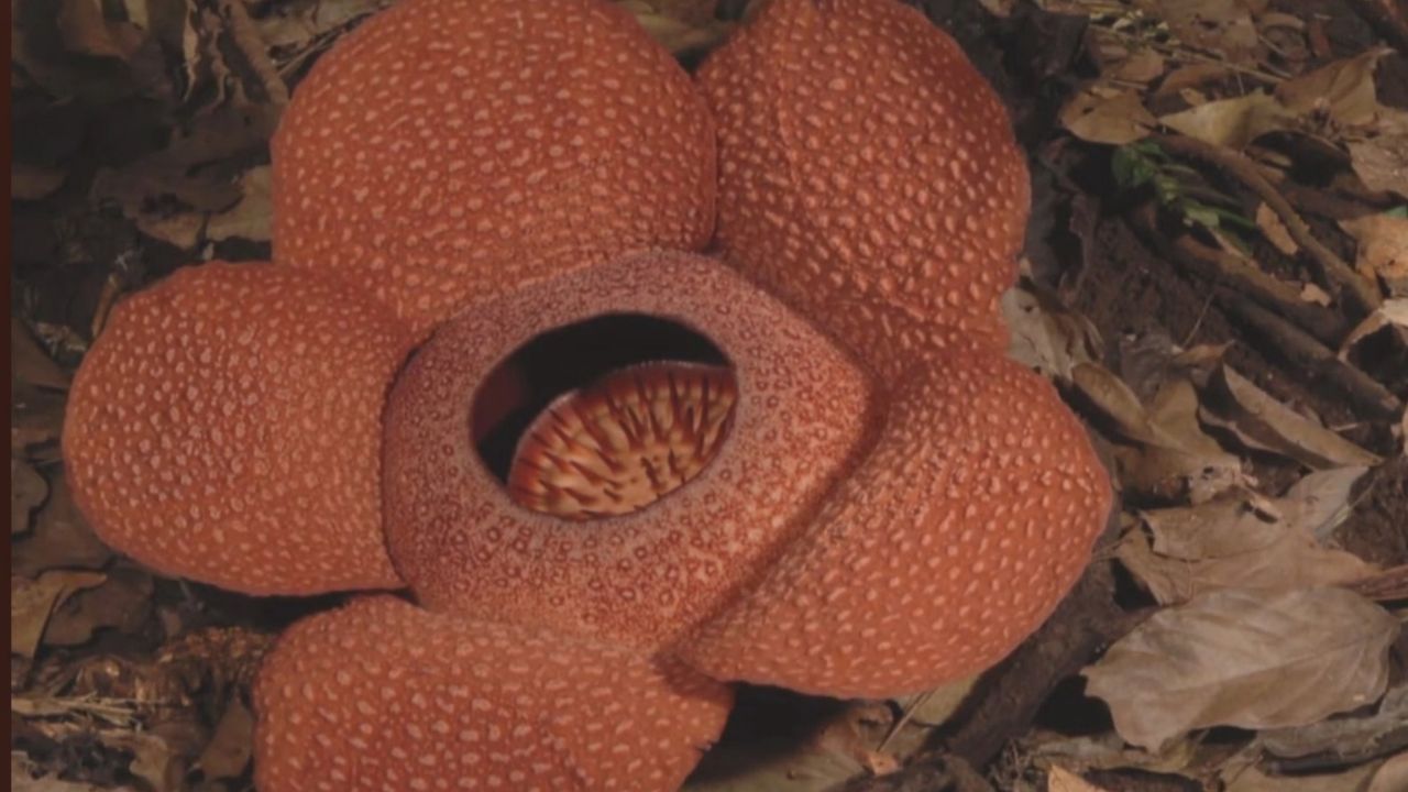 Rafflesia Arnoldii: Características, Hábitat y Curiosidades. - Plantas EJJG