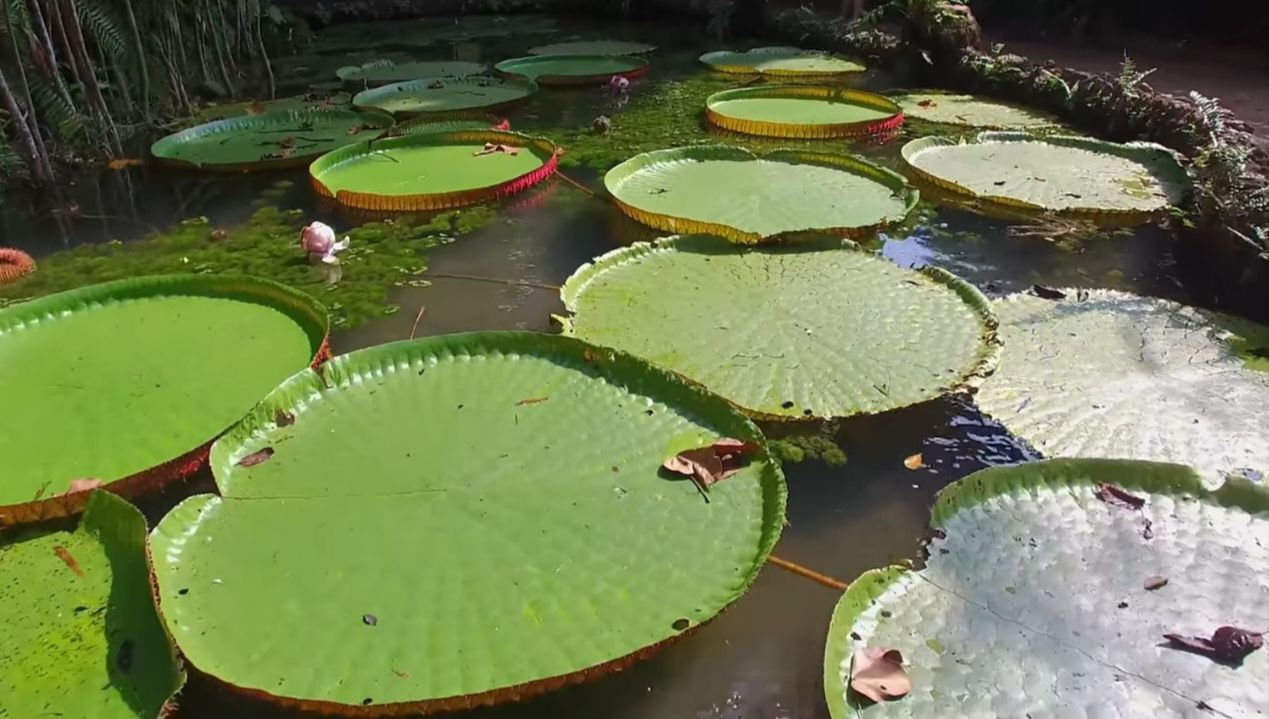 Victoria Amazónica: Cuidados, Hábitat y Flores - Plantas EJJG