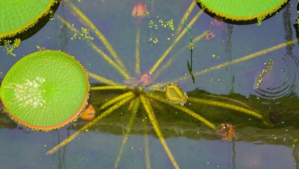 Victoria Amazónica: Cuidados, Hábitat y Flores - Plantas EJJG