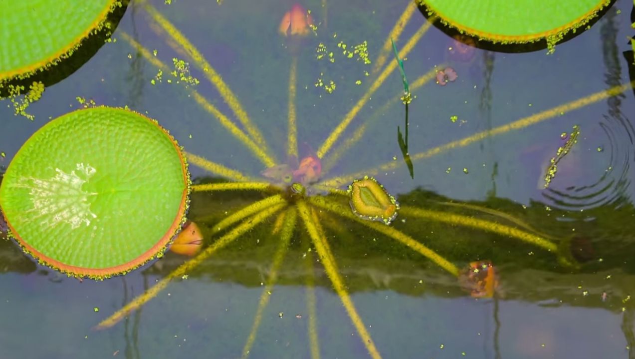 Victoria Amazónica: Cuidados, Hábitat y Flores - Plantas EJJG