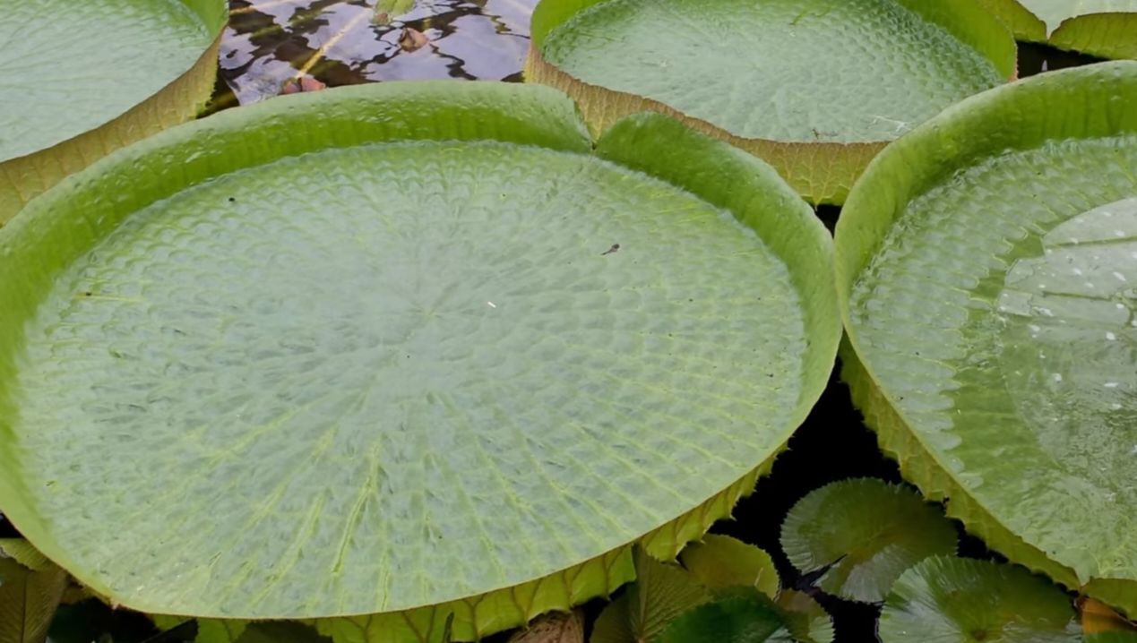 Victoria Amazónica: Cuidados, Hábitat y Flores - Plantas EJJG