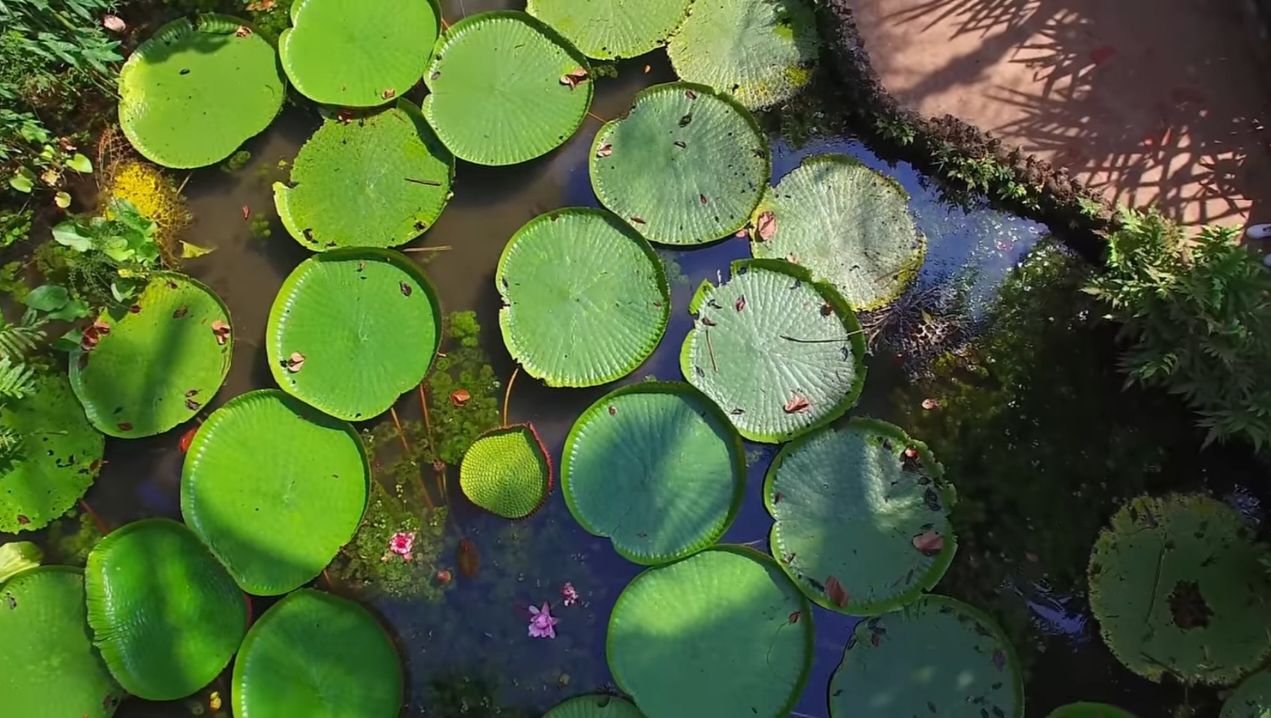 Victoria Amazónica: Cuidados, Hábitat y Flores - Plantas EJJG