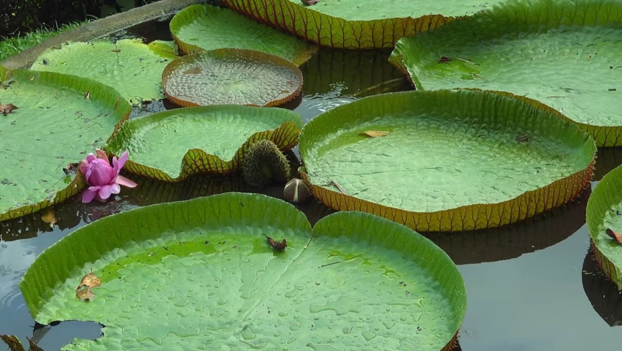 Victoria Amazónica: Cuidados, Hábitat y Flores - Plantas EJJG
