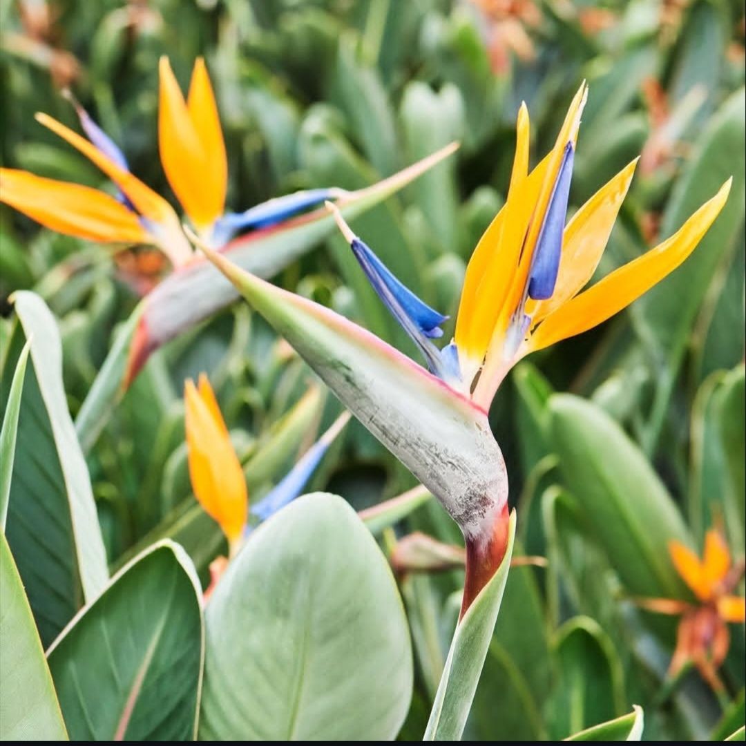 Strelitzia Reginae: Riego, Reproducción, y hábitat. - Plantas EJJG