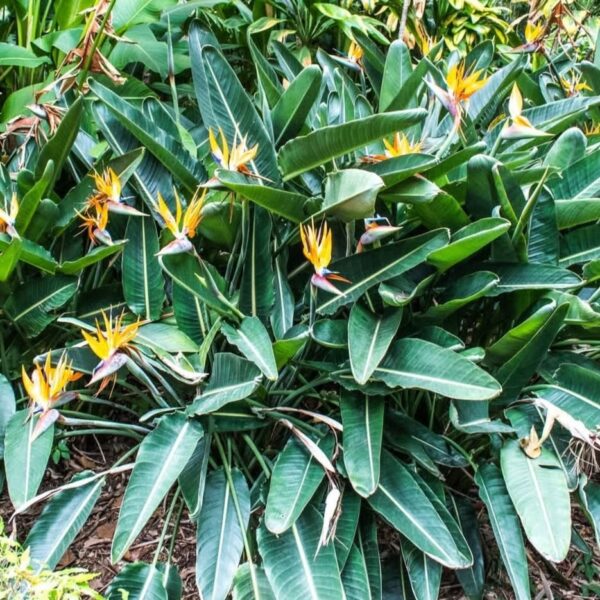 Strelitzia Reginae: Riego, Reproducción, y hábitat. - Plantas EJJG
