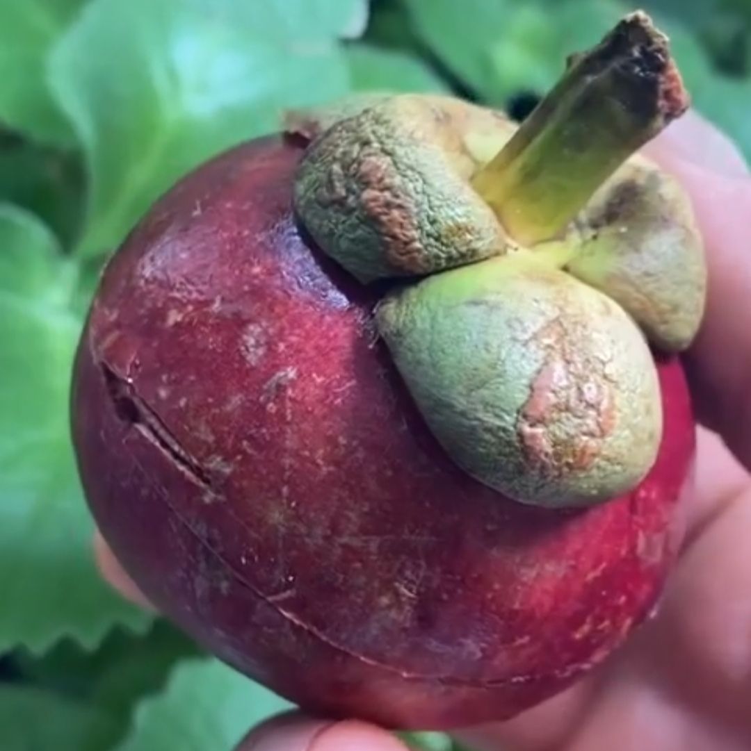 Mangostán: Propiedades y beneficios sorprendentes. - Plantas EJJG